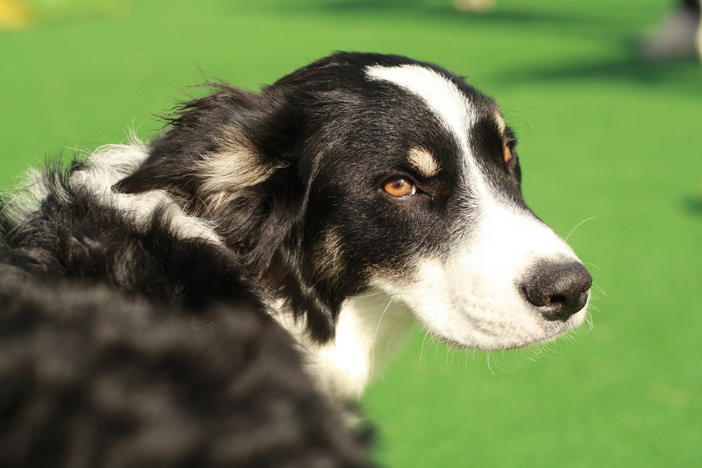 Buster - Frisky Dog Daycare