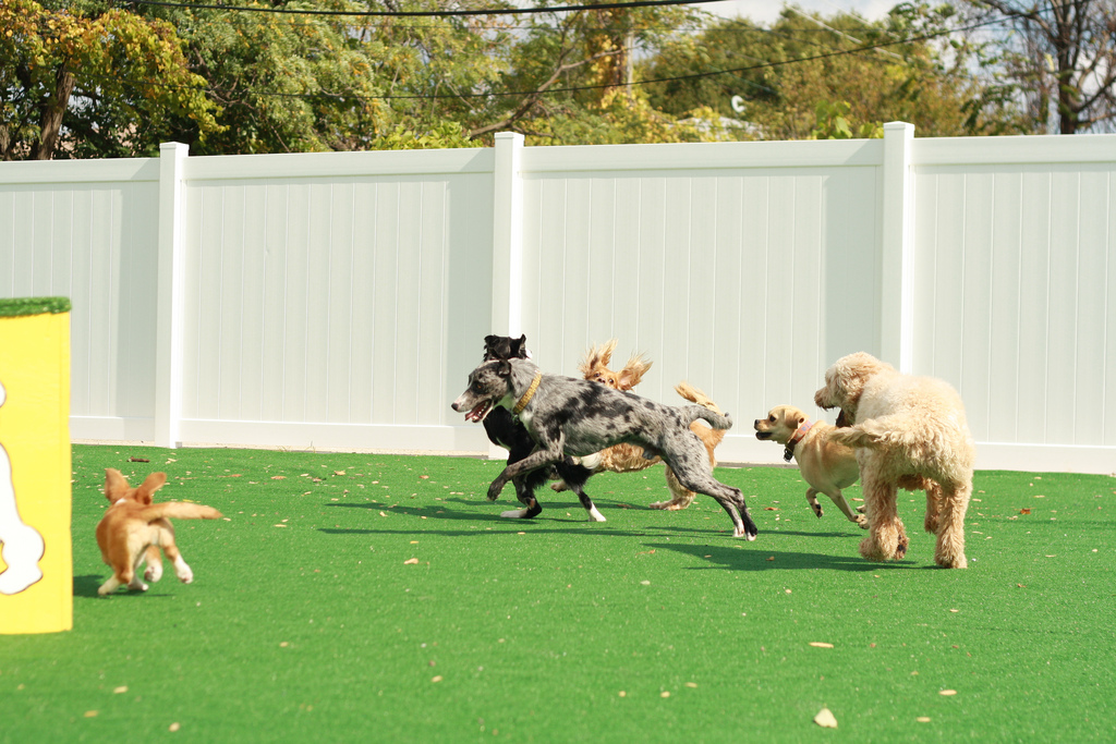Outside Group - Frisky Dog Daycare