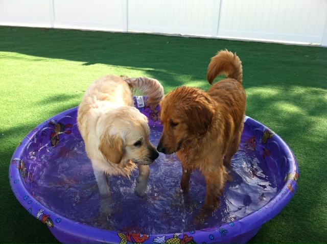 Choosing a Breed for Your Lifestyle - Frisky Dog Daycare
