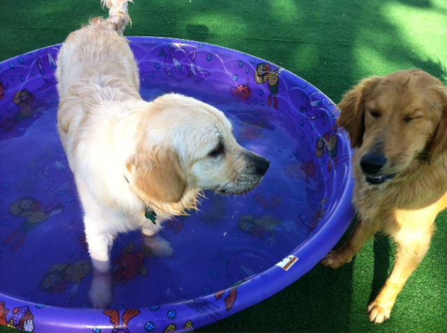 Pool Time - Frisky Dog Daycare