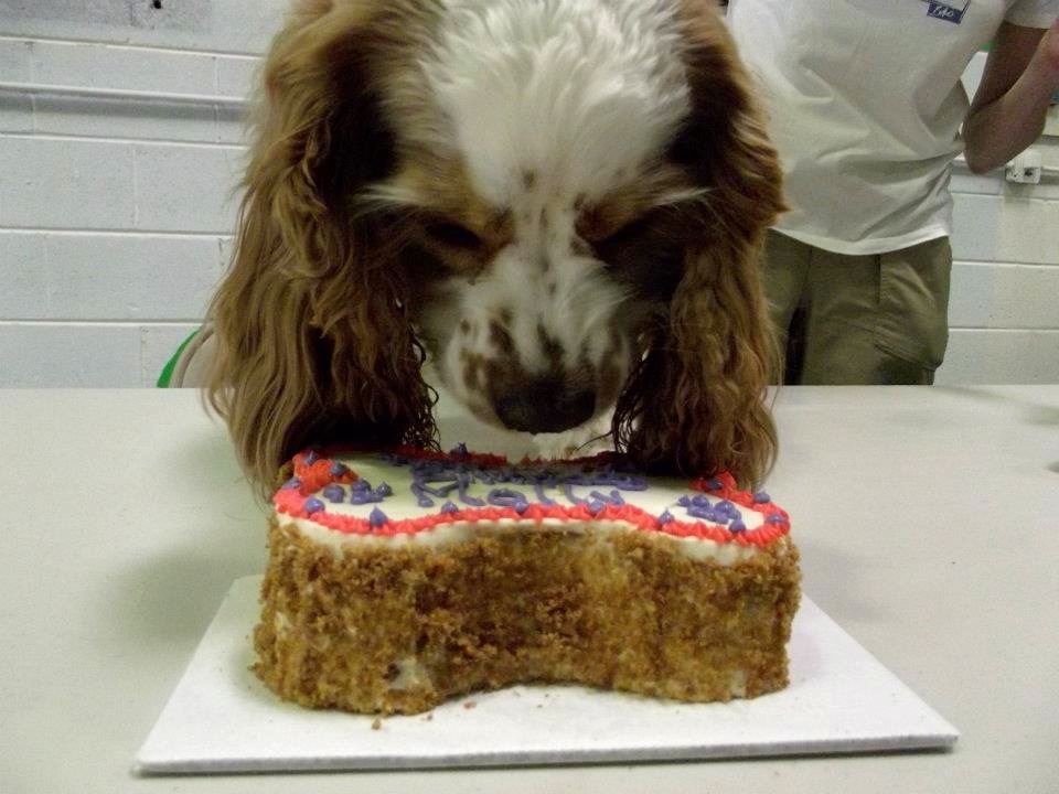 Birthday Party - Frisky Dog Daycare